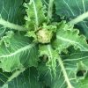 Nine Star Perennial Broccoli (Brassica Oleracea Botrytis Asparagoides ...