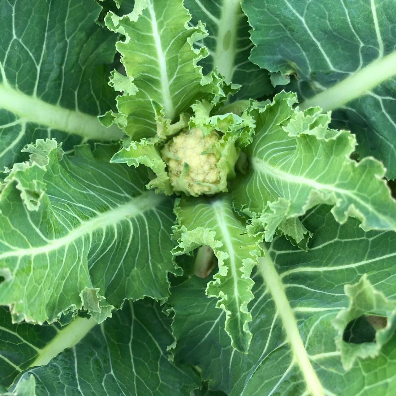 Nine Star Perennial Broccoli (Brassica Oleracea Botrytis Asparagoides ...