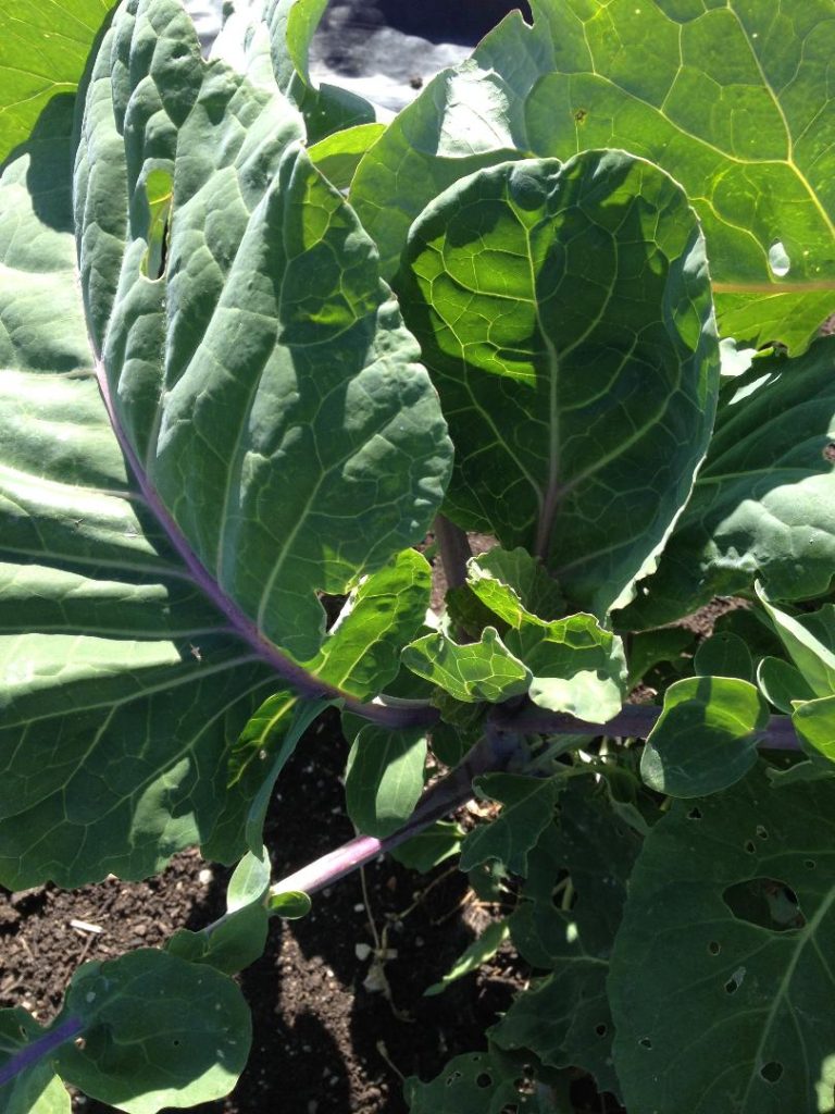 Taunton Deane Perennial Kale - Quercus Edibles