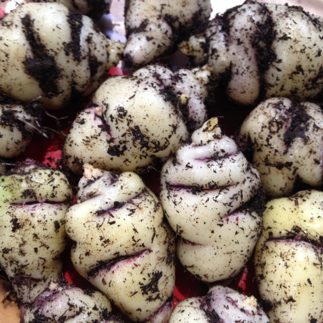 Mashua Tubers (Tropaeolum tuberosum) - Quercus Edibles