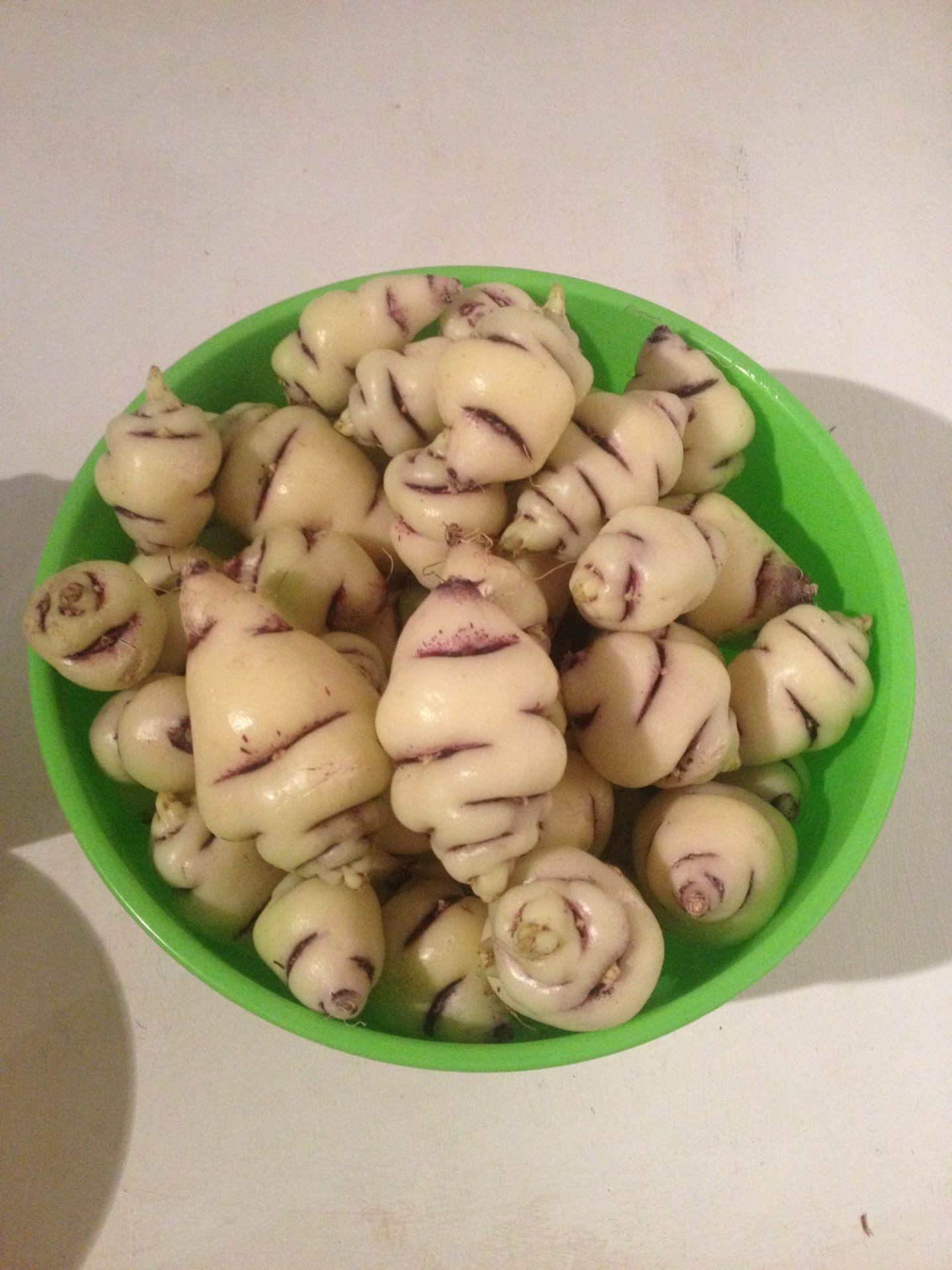 Mashua Tubers (Tropaeolum tuberosum) - Quercus Edibles