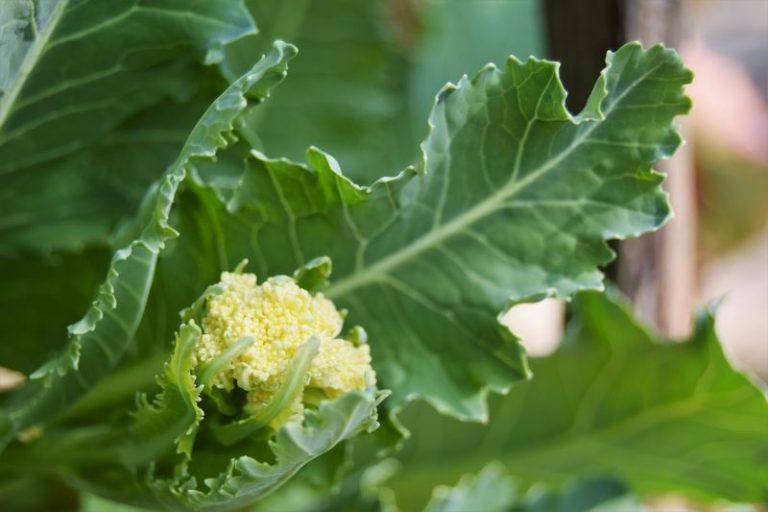 Nine Star Perennial Broccoli (Brassica Oleracea Botrytis Asparagoides ...